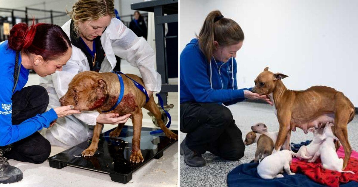 Alleged Dogfighting Ring: Dogs Seized from New Jersey Compound