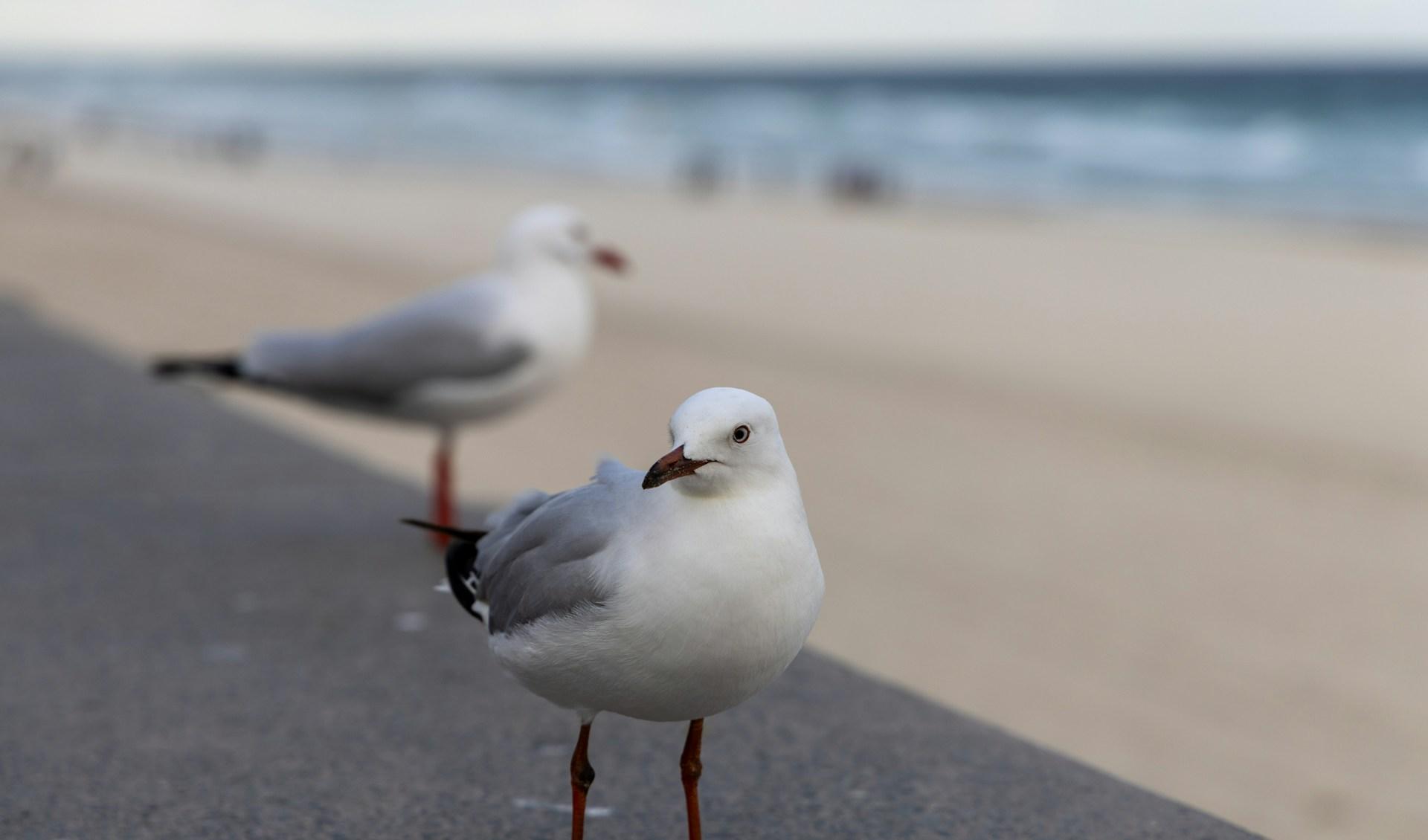 NJ Man Accused of Decapitating Seagull That Stole Daughter's Fries