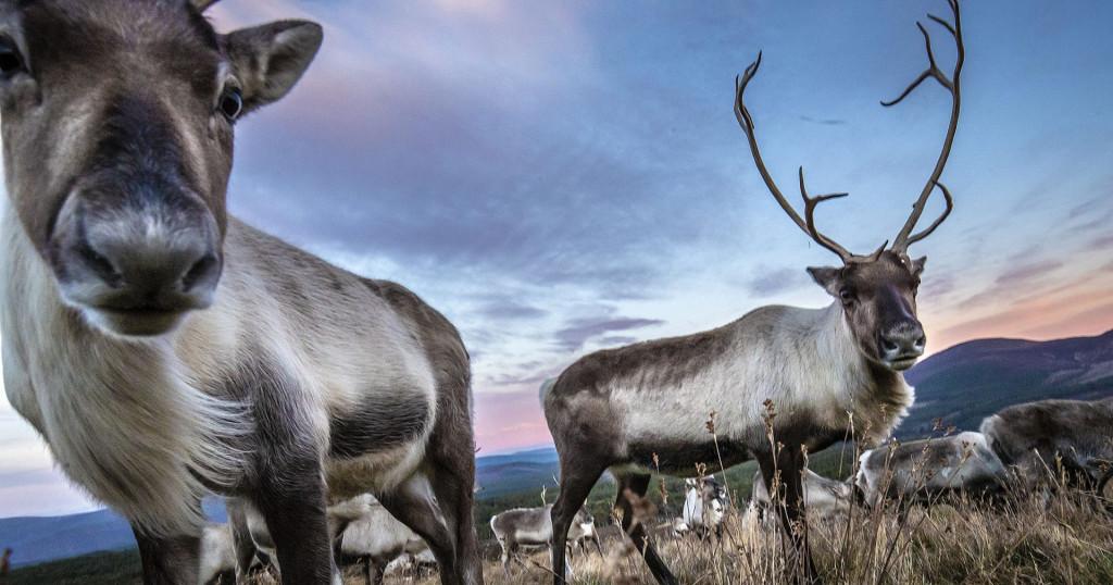 10,000-Year-Old Stone Wall Used to Herd, Kill Reindeer