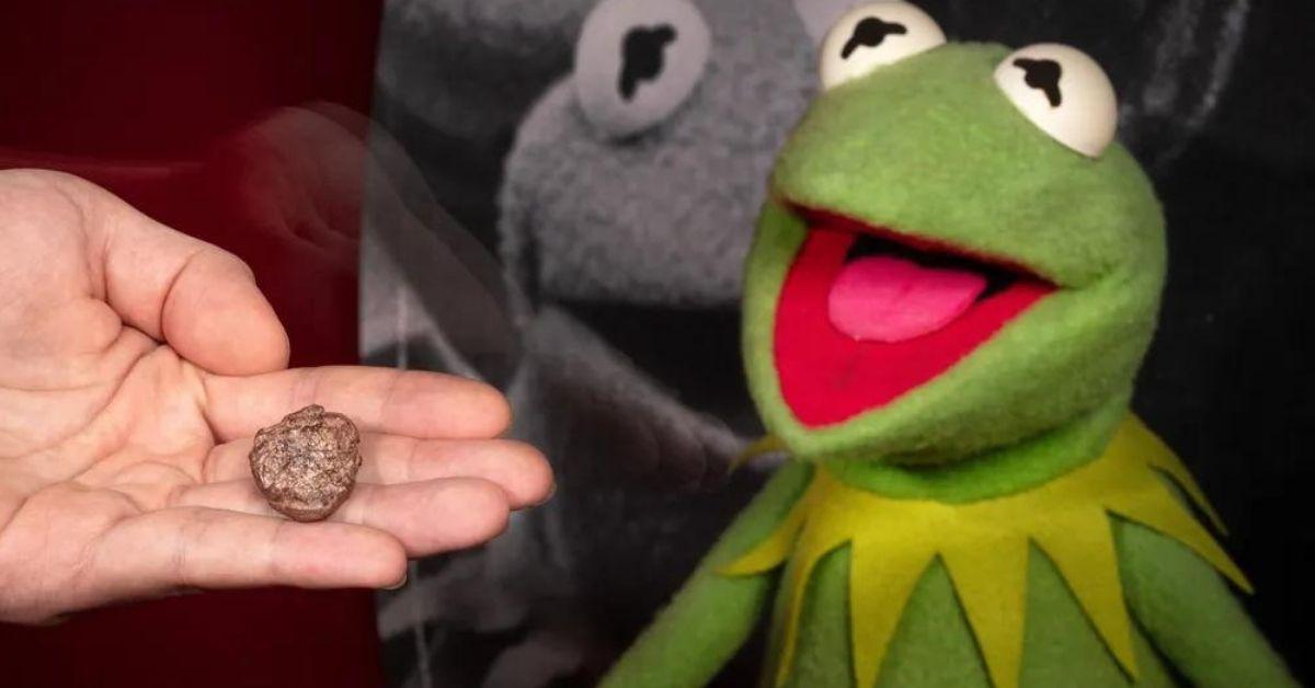 270-Million-Year-Old Fossil Named for Kermit the Frog
