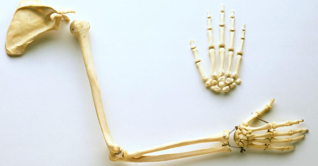 Bones Found in German Cave Reveal Secrets of Early Humans