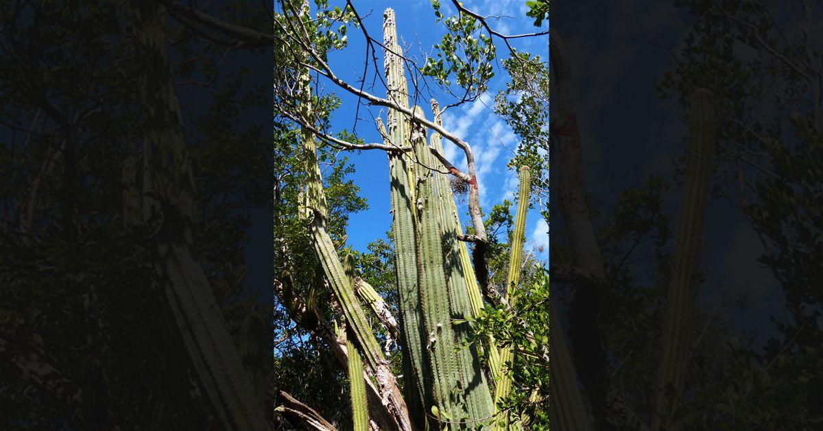 Key Largo Tree Cactus Extinct in the U.S. Due to Climate Change