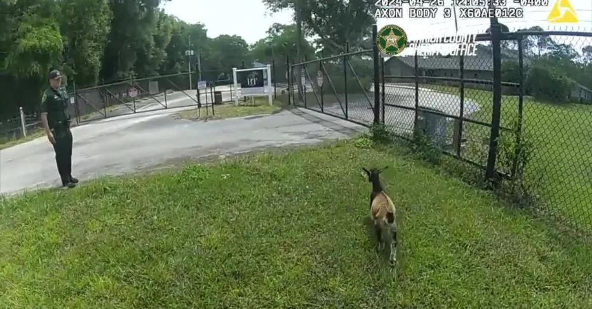 Florida Deputies' Caught on Camera Chasing Goat
