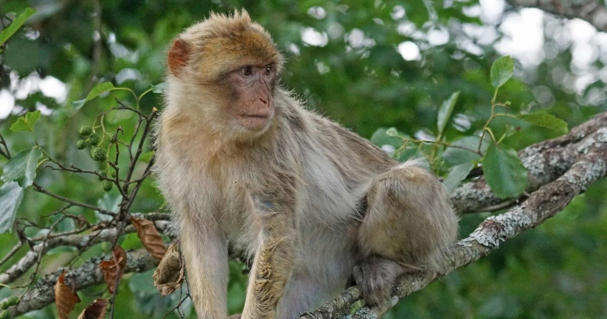 Pet Monkey Attacks 7-Year-Old Boy; Grandfather Releases Animal After ...